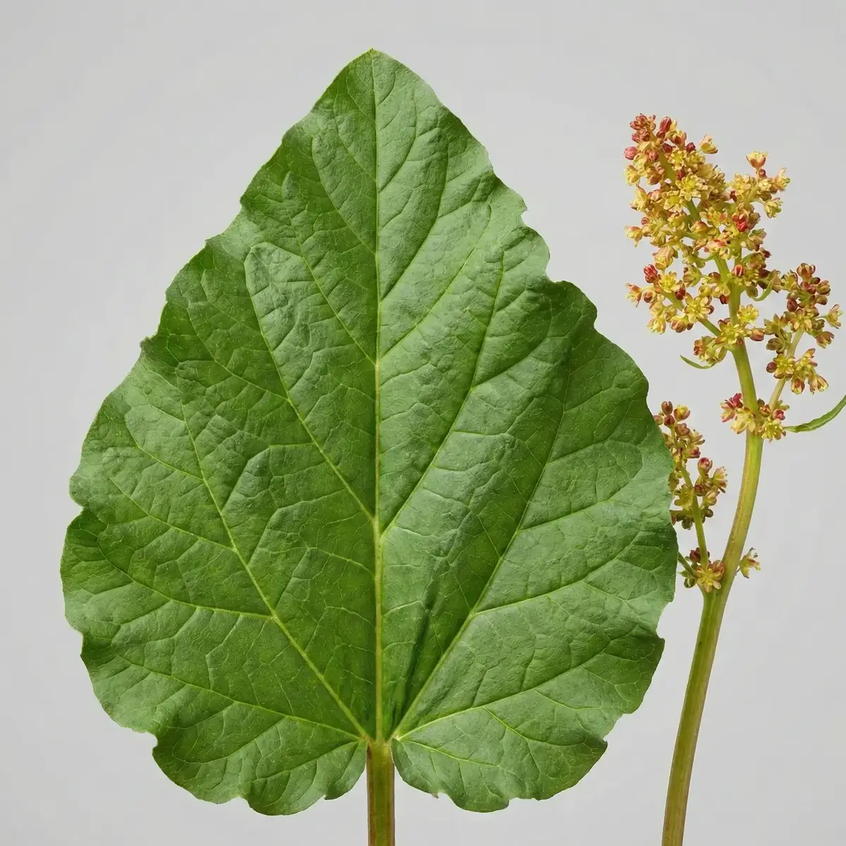 Işkın Otu Faydaları Nelerdir? Işkın Nasıl Kullanılır?